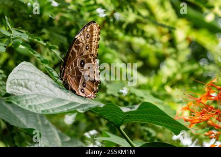 Design details and colors of a butterfly's wings Stock Photo - Alamy