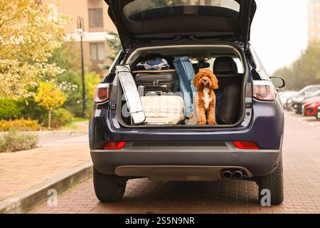Cute Cavapoo dog with suitcases and other stuff in car trunk Stock ...