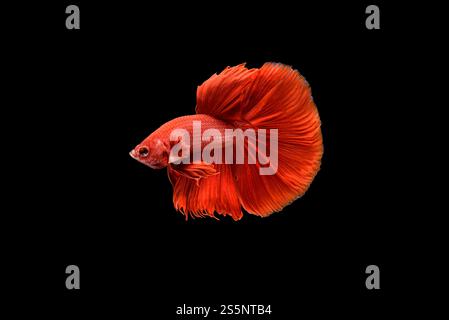 Beautiful half moon red Betta splendens, Siamese fighting fish or Pla ...