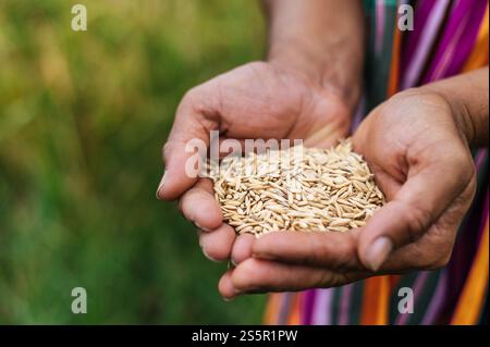 Hands holding a heap of dry rice grain on black background Stock Photo ...