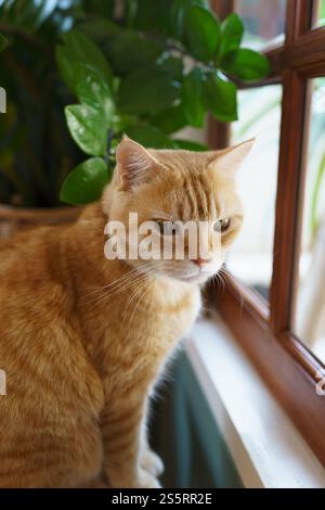 Cute gray cat waiting on the bus stop. Stray cat in the city Stock ...