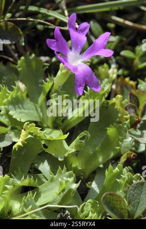 Alpine primrose (Primula minima), blooming Stock Photo - Alamy