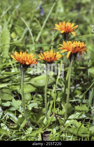 Golden Pippau, Crepis aurea Stock Photo - Alamy
