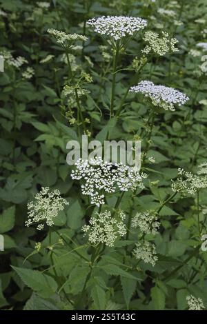 Ground Elder, Aegopodium podagraria, Goutweed Stock Photo - Alamy