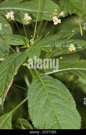 Impatiens parviflora, wild plant. Plant blooming in summer. High ...