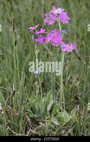 Primula Farinosa (Bird's Eye Primrose), a flowering perennial of the ...