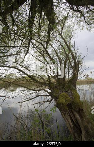 common osier (Salix viminalis), pollarded willow, old untended tree in ...