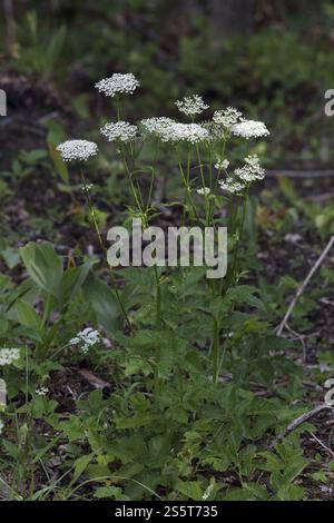 Goutweed, Aegopodium podagraria, Ground Elder Stock Photo - Alamy