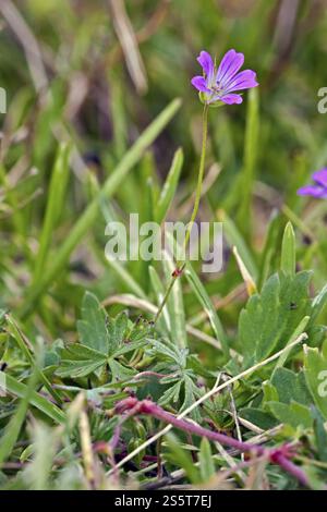 Stone cranesbill, longstalk cranesbill (Geranium columbinum ...
