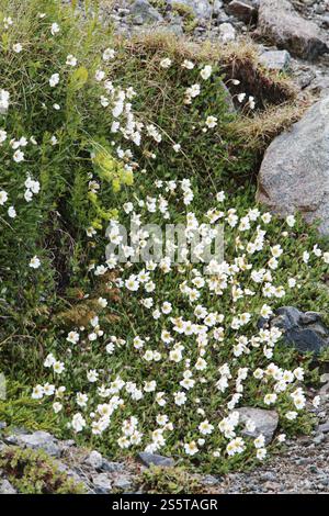 Silverroot, Dryas octopetala, White Dryas Stock Photo - Alamy