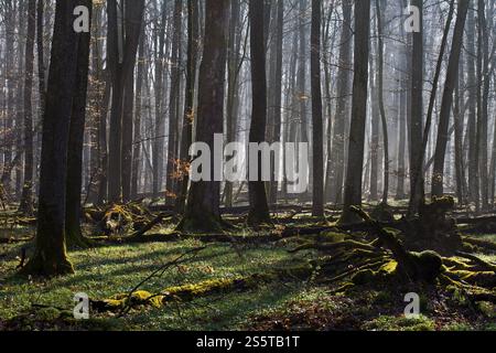 Old beech forest against the light, Swabian Alb Stock Photo - Alamy