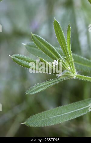 Galium aparine, burdock, cleavers, stickywilly Stock Photo - Alamy