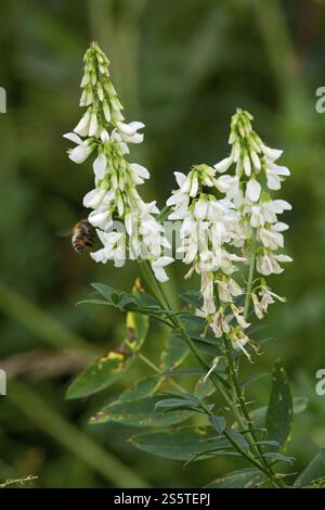 Medicinal plant Goats Rue Fabaceae Galega officinalis Europe Middle ...