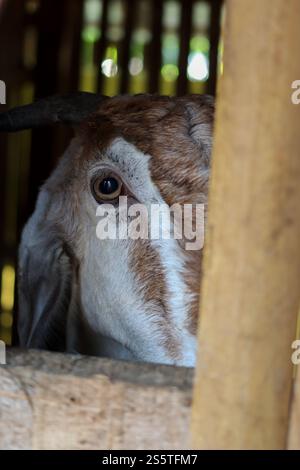 Local goat head inside pen Stock Photo - Alamy