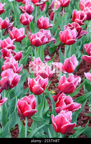 Beautiful purple spring tulips on yellow background, top view. Greeting ...