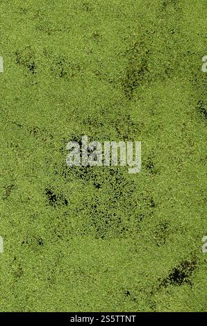 Texture of swamp water dotted with green duckweed and marsh vegetation ...
