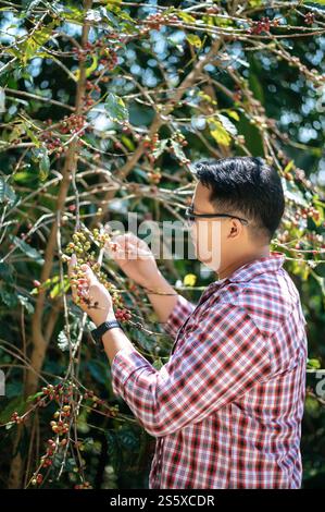 A coffee tree branch with berries Stock Photo - Alamy