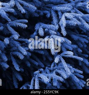 Fir tree brunch close up. Shallow focus. Fluffy fir tree brunch close ...