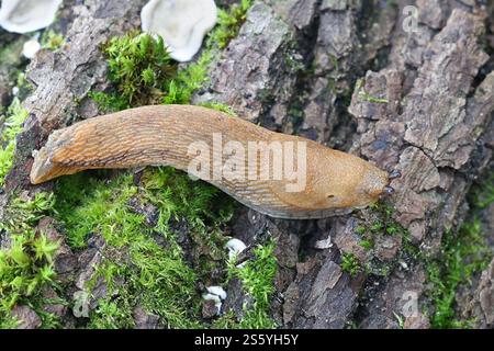 A brown terrestrial slug (Arion fuscus) feeding on crop pea leaf Stock ...