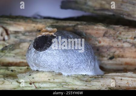 Reticularia lycoperdon, also called Enteridium lycoperdon, commonly ...