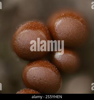 Trichia crateriformis, also known as Trichia decipiens var. olivacea ...