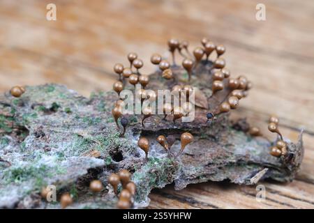 Trichia decipiens, a slime mold from Finland, no common English name ...