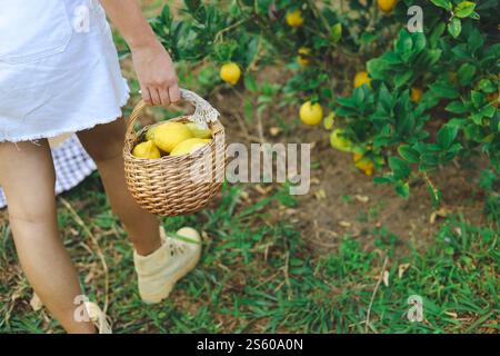 green lemon on tree in garden Stock Photo - Alamy