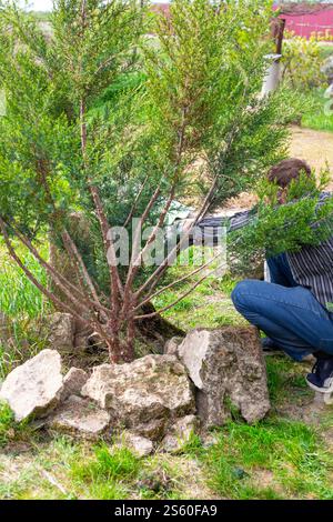 Pruning and shaping juniper. A gardener uses pruning shears to prune ...