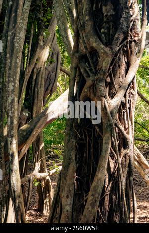 View of the strangler fig or the golden fig tree - Ficus aurea in Kaya ...
