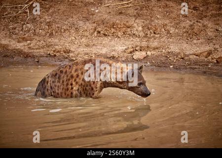 spotted hyena (Crocuta crocuta) trying to catch fish in a pond, South ...