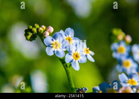 Forget-me-not tender flowers blossoming in spring time. Natural floral ...