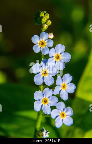 Forget-me-not tender flowers blossoming in spring time. Natural floral ...