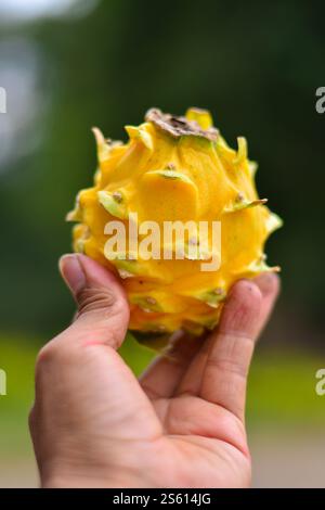 Yellow pitahaya fruits (Palora and Golden Isis), on the same plant ...