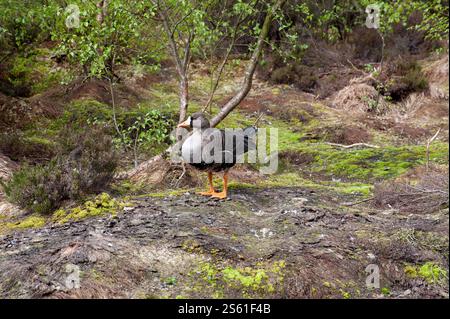 Wild goose Anser anser Irish wildlife in Ireland Stock Photo - Alamy