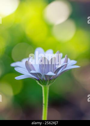 A closeup of Shrubby daisybush (Osteospermum fruticosum) flowers ...