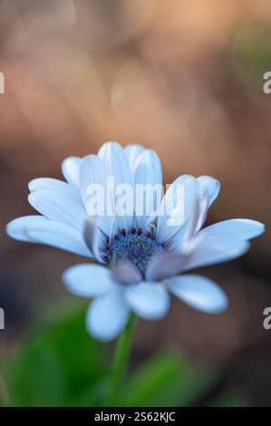 trailing African daisy (Dimorphotheca fruticosa), Plantae, Ivy Beach ...