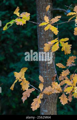 Quercus alba leaves in Winter. White Oak leaves on the ground Stock ...