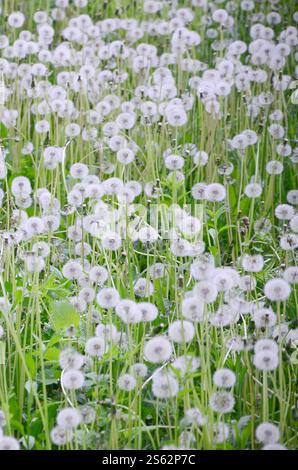 Many beautiful flowers as background. Pattern for design Stock Photo ...