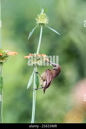 scarlet-chested sunbird, Rotbrust-Glanzköpfchen, Souimanga à poitrine ...