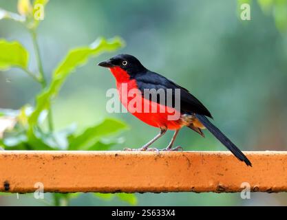black-headed gonolek, Scharlachwürger, Gonolek à ventre rouge ...