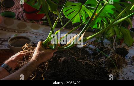 men hands prune and transplant indoor plants at home Stock Photo - Alamy