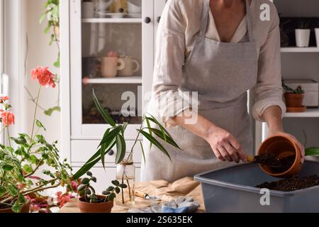 Woman is scooping soil into a terracotta plant pot for planting ...