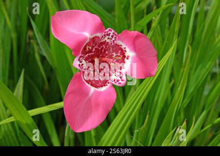 Pink Tigridia pavonia ‘Speciosa’, Mexican Tiger Flower in bloom Stock ...