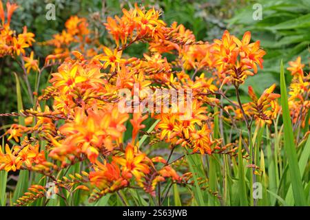 Orange and yellow Crocosmia, also known as falling stars, ‘Firestarter ...