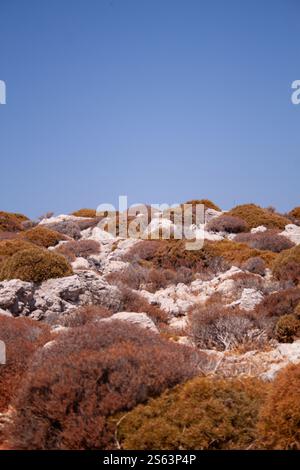 Scenic coastal landscape featuring windswept pine trees, a rocky ...