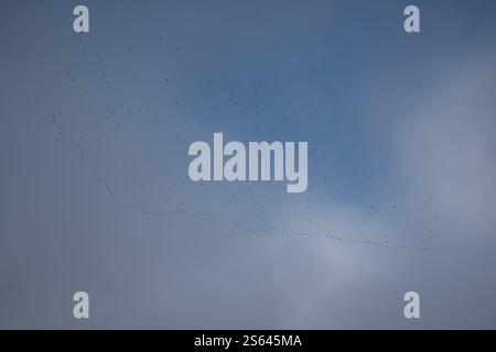 a flock of hundreds of Golden Plover (Pluvialis dominica) on a ...