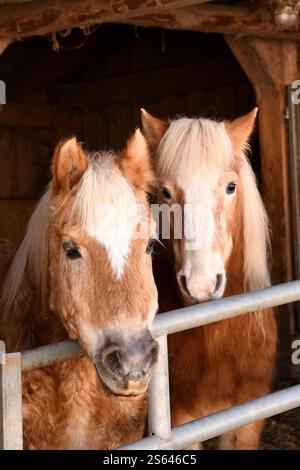 The image shows two ponies Stock Photo - Alamy