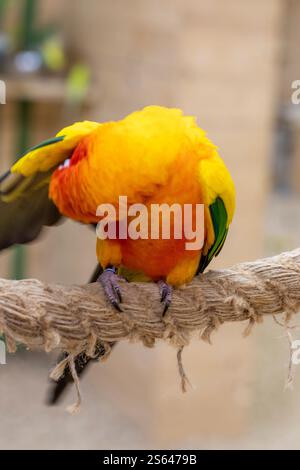 A closeup shot of a sun conure perched on a tree log Stock Photo - Alamy