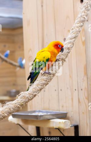 A closeup shot of a sun conure parrot Stock Photo - Alamy