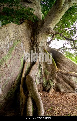 Ceiba tree in Vieques Puerto Rico Stock Photo - Alamy